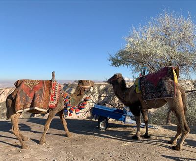 Camel Tour | First Temple Travel